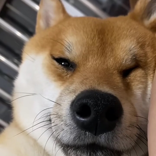 2k小狗头 