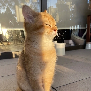 蜡笔小慧i 