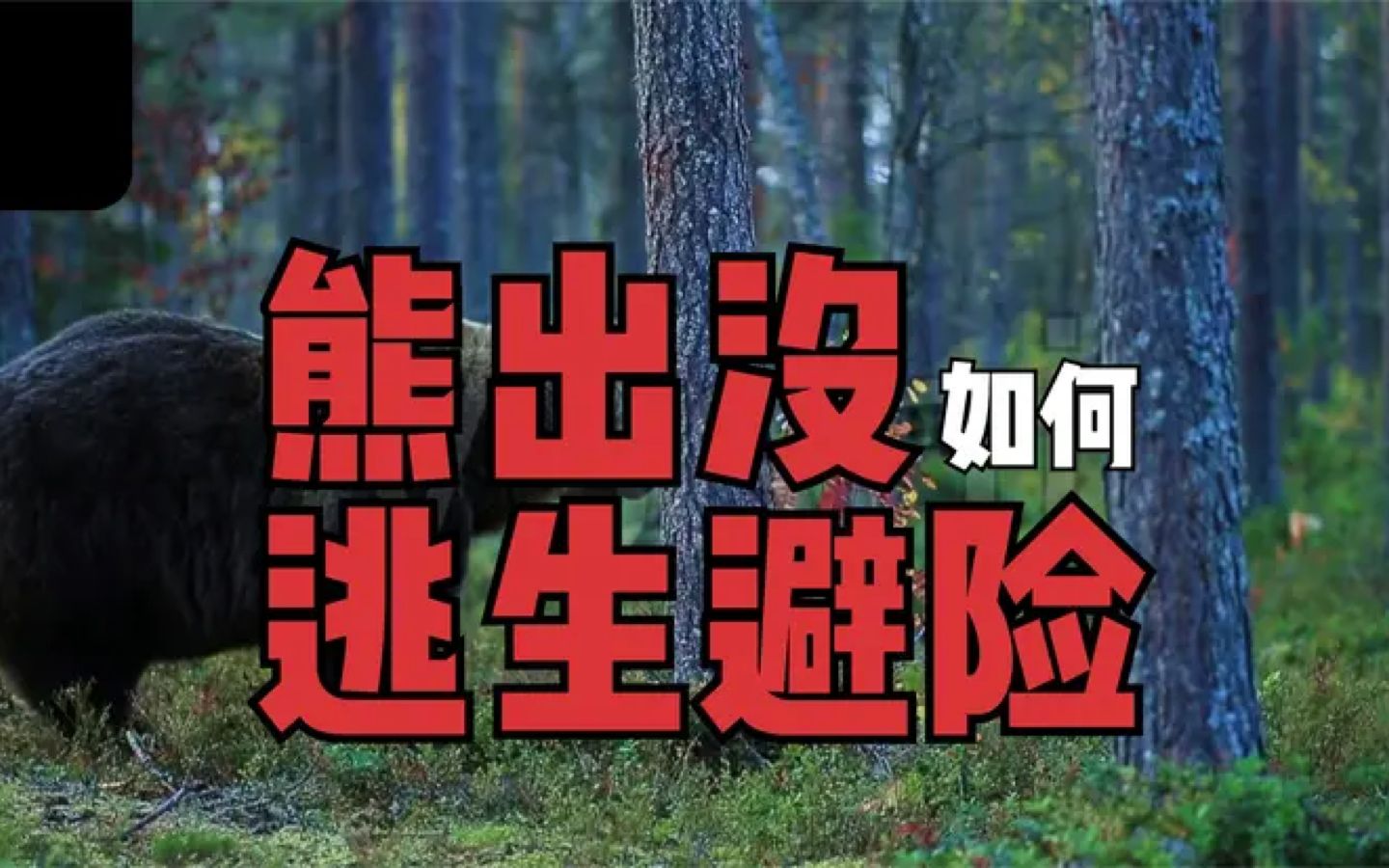 【中小学生公共安全教育】日本熊出没,如果发生在国内,孩子们该怎么...