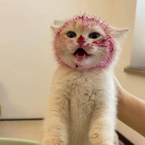 白菜花卷儿 
