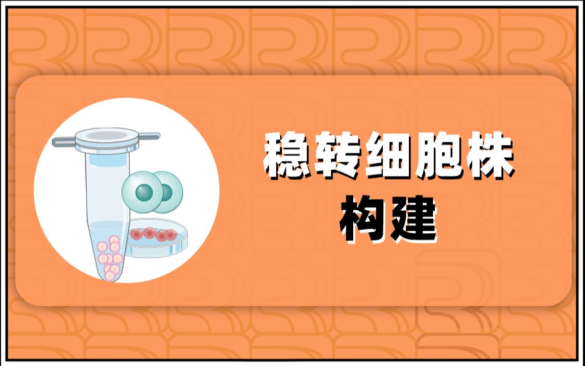 科研病毒合集(13):慢病毒 第六节 稳转细胞株构建