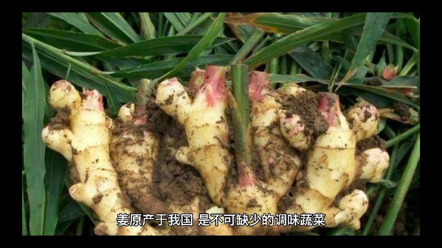 生姜的功效与作用