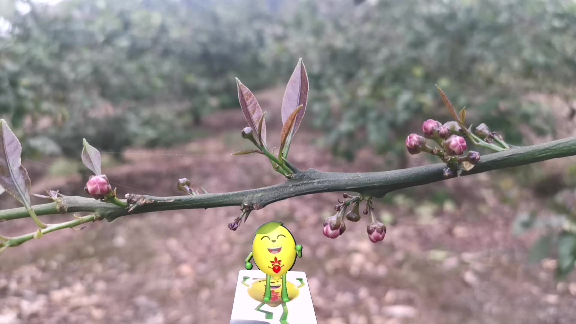 柠檬用蜂蜜腌制可以保存多久?