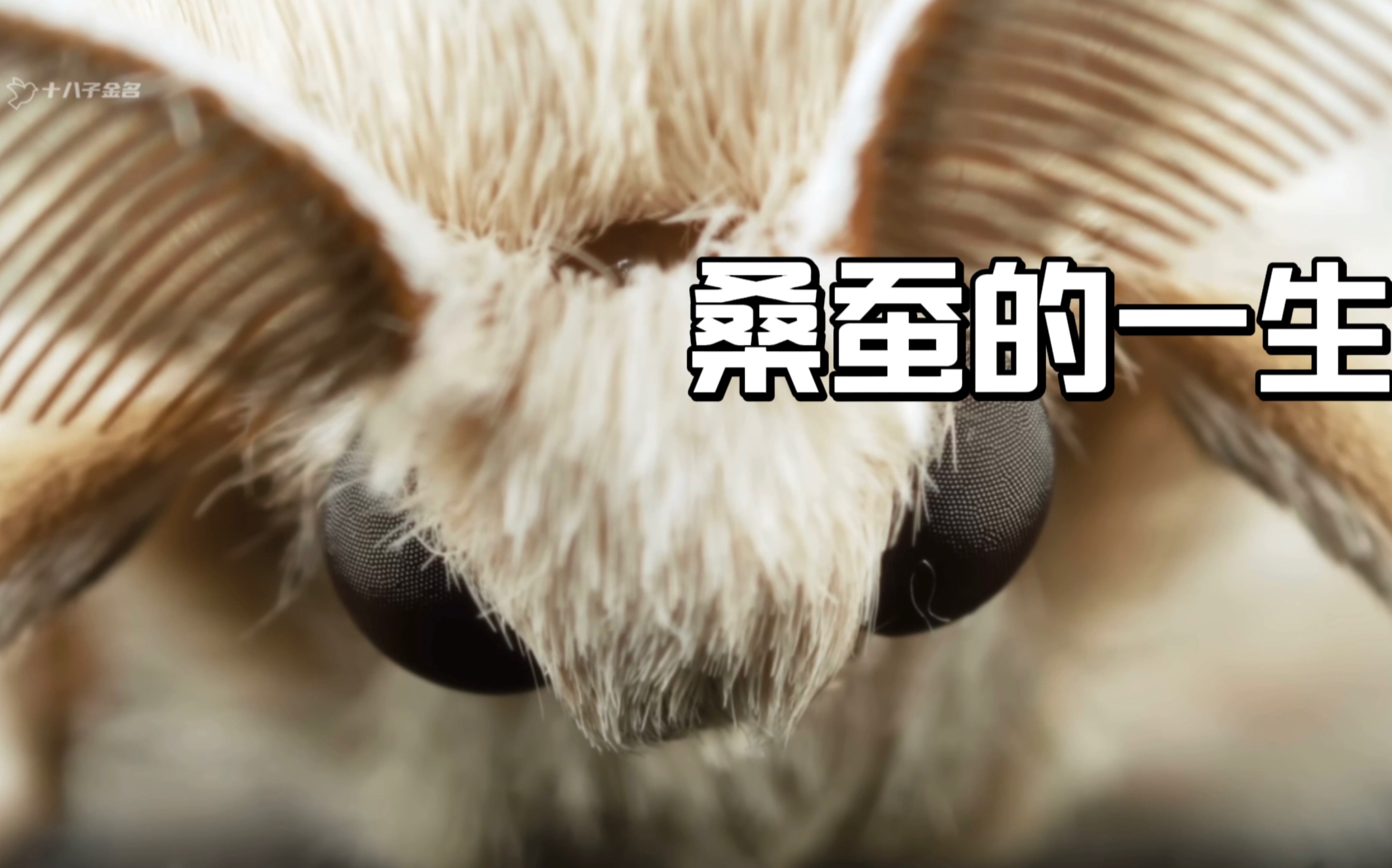 ...蚕吐完丝后真的死了吗?没想到它的丝除了制作纺织品还有这样的功能