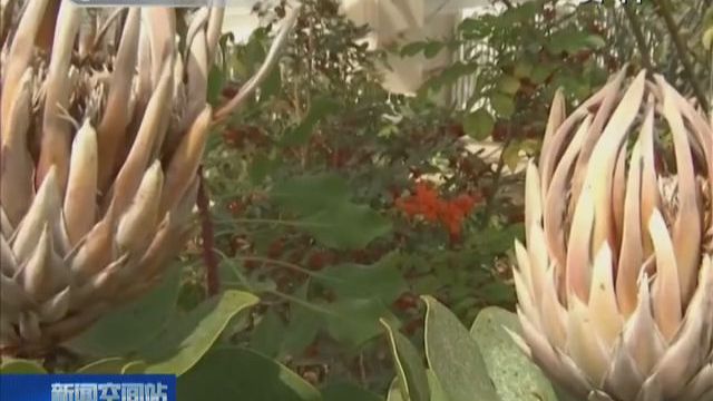 你知道吗?空气污染会增加树木干旱死亡森林衰退风险