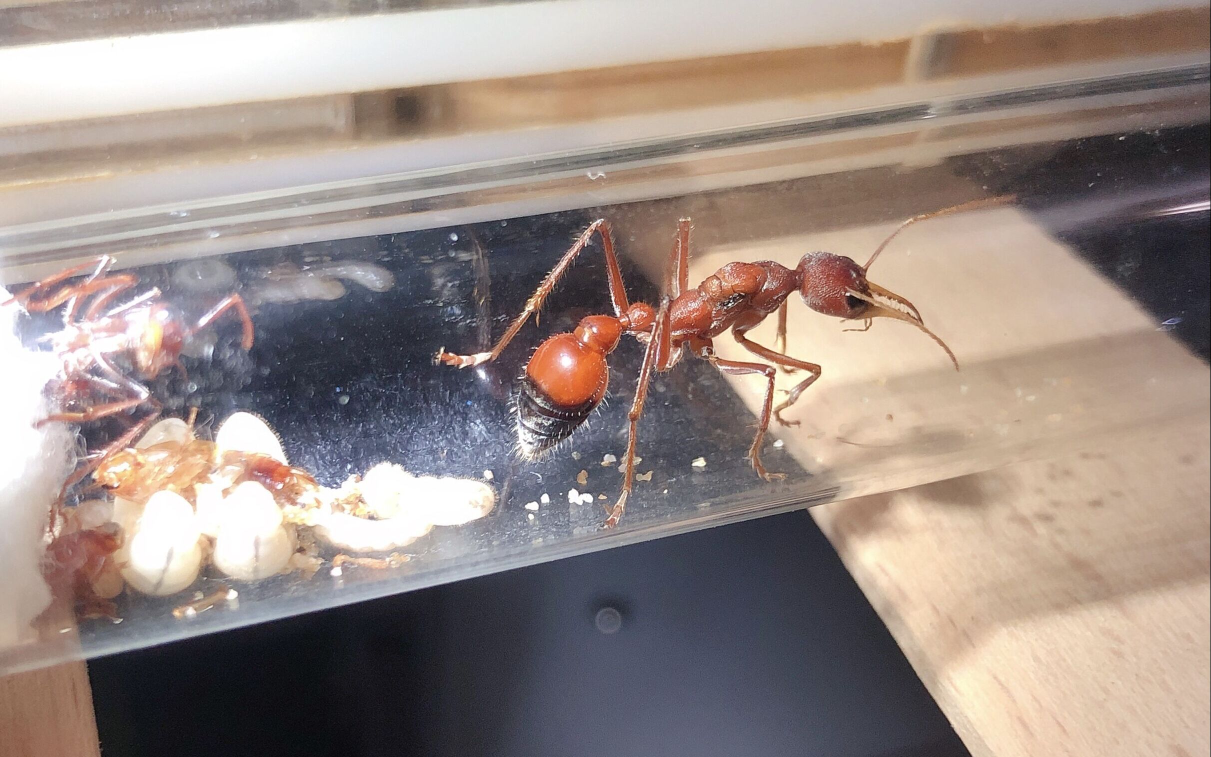 【红与黑-序言】贪食牛蚁(Myrmecia gulosa)开箱视频对外公布