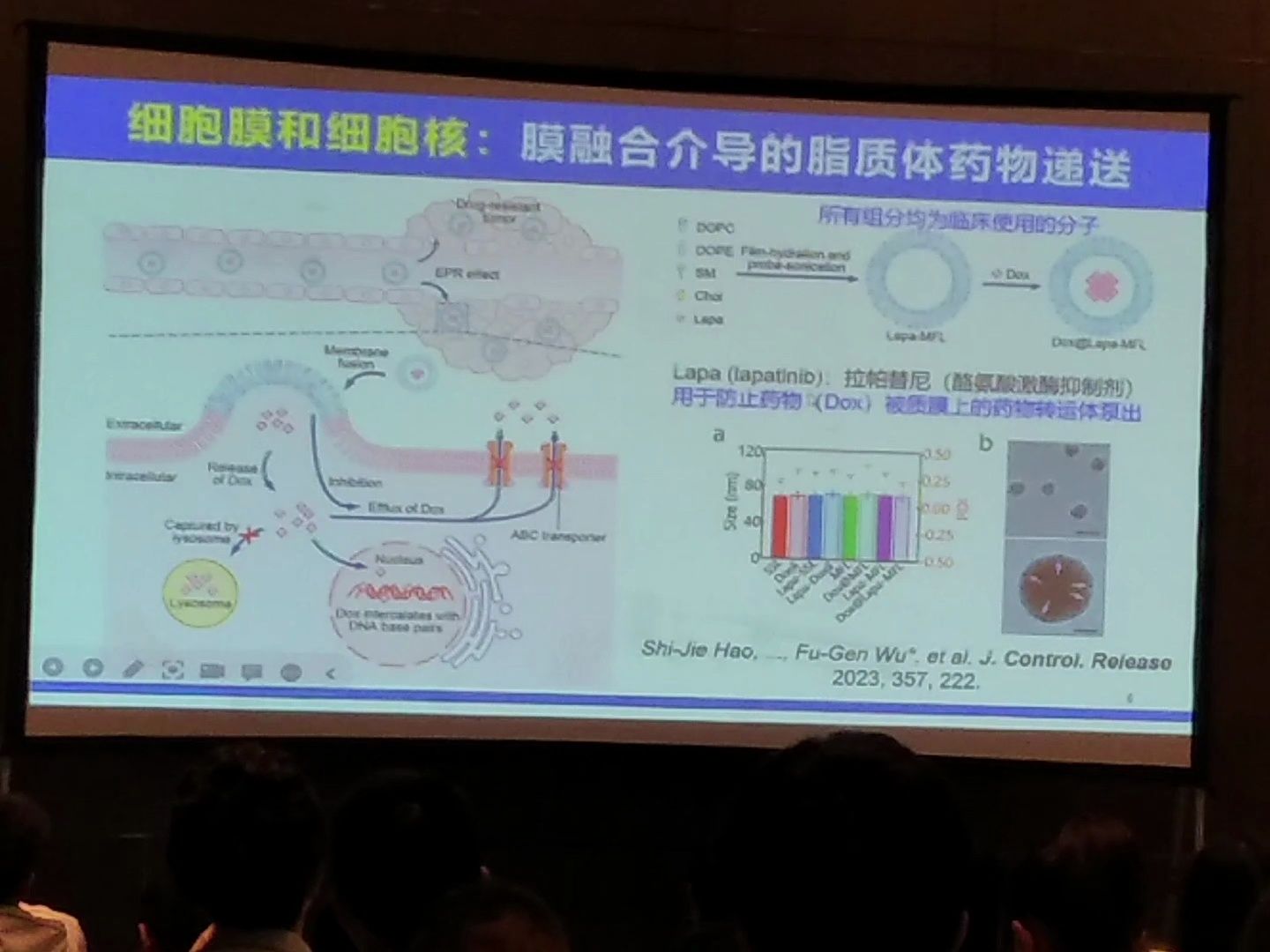 细胞膜和细胞核:膈膜合介导的脂质体药物递送