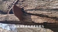 桑黄的功效与作用,野生桑黄灵芝的功效与作用及食用方法