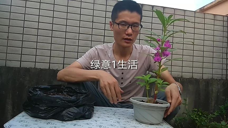 发现凤仙花生长缓慢,可能是盆小了,一定要及时换盆