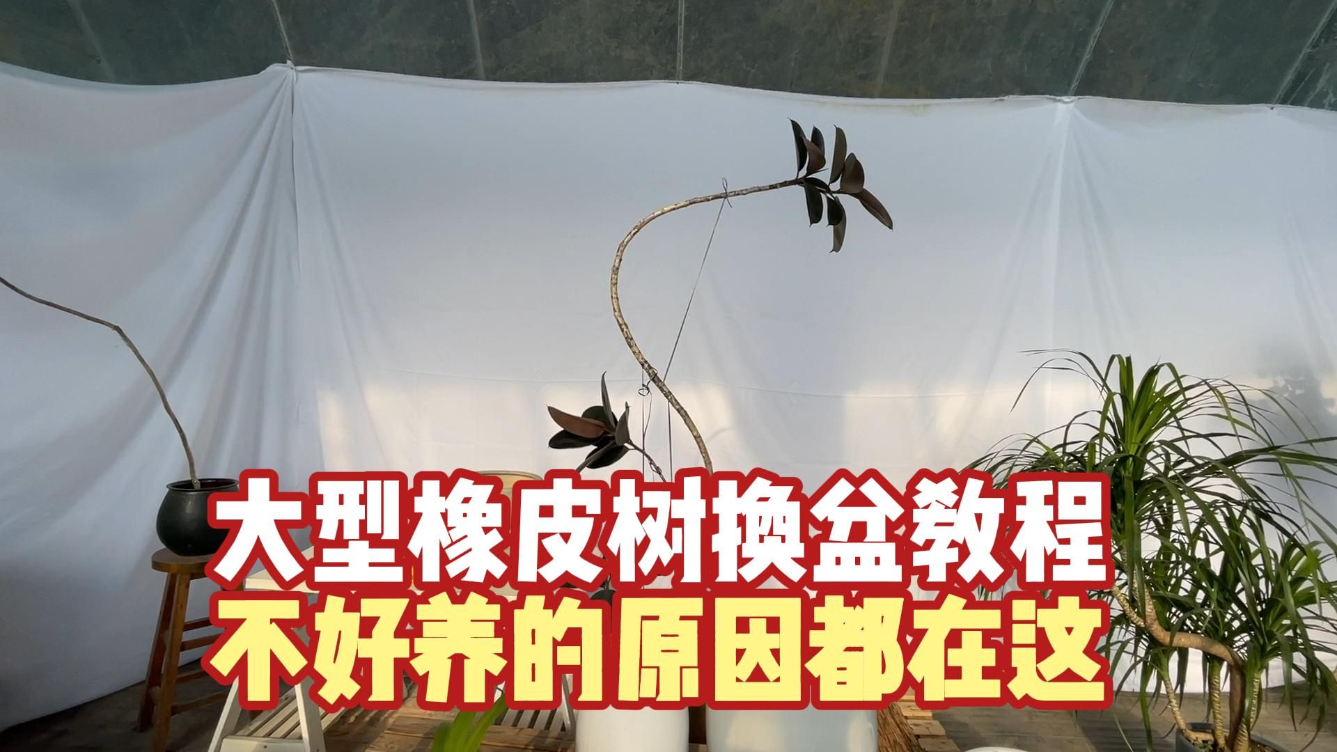 橡皮树换盆教程,原来不好养的原因在这