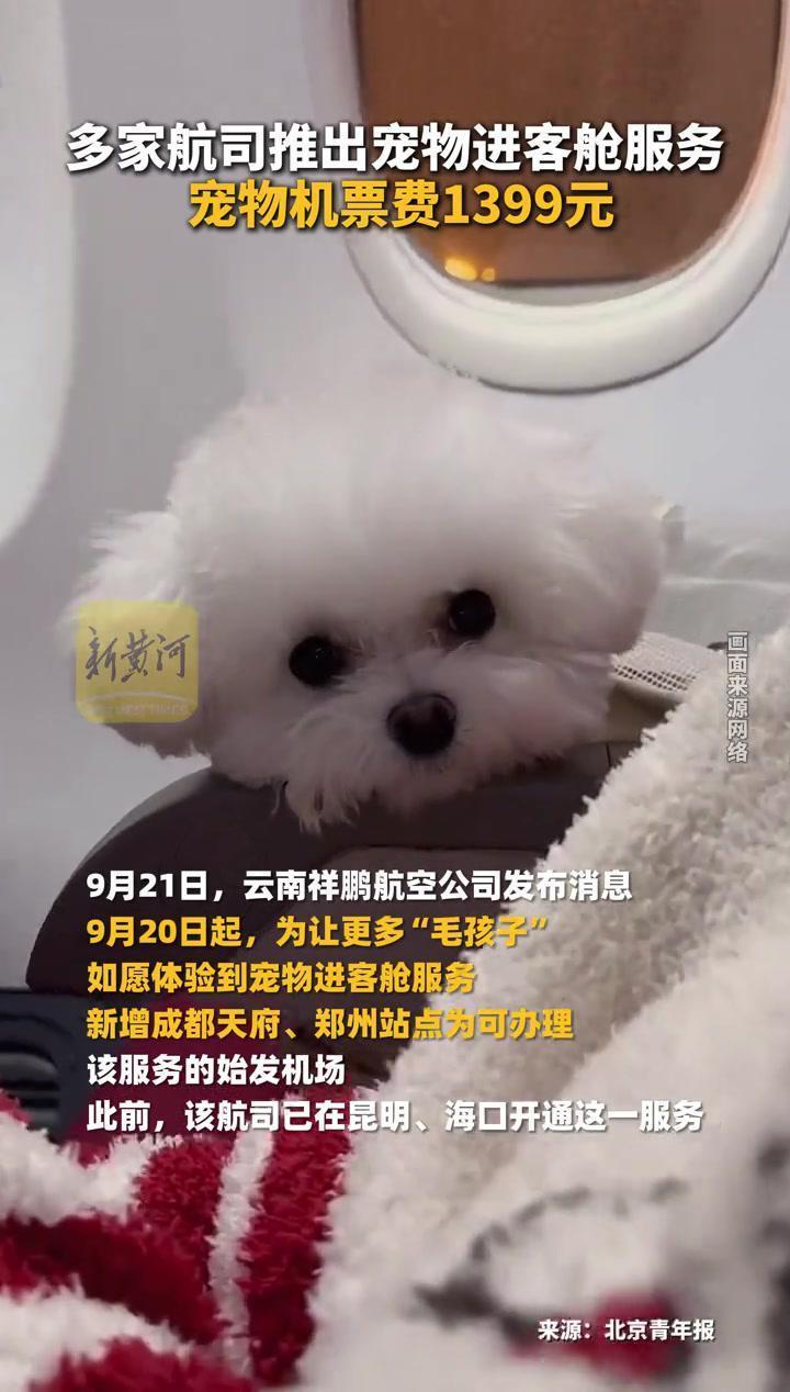 多家航司推出宠物进客舱服务宠物机票费1399元