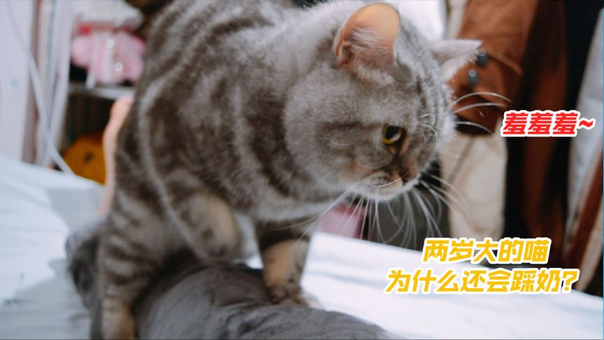 两岁大的猫咪还会踩奶，真是羞羞羞，知道原因的我眼泪掉下来！