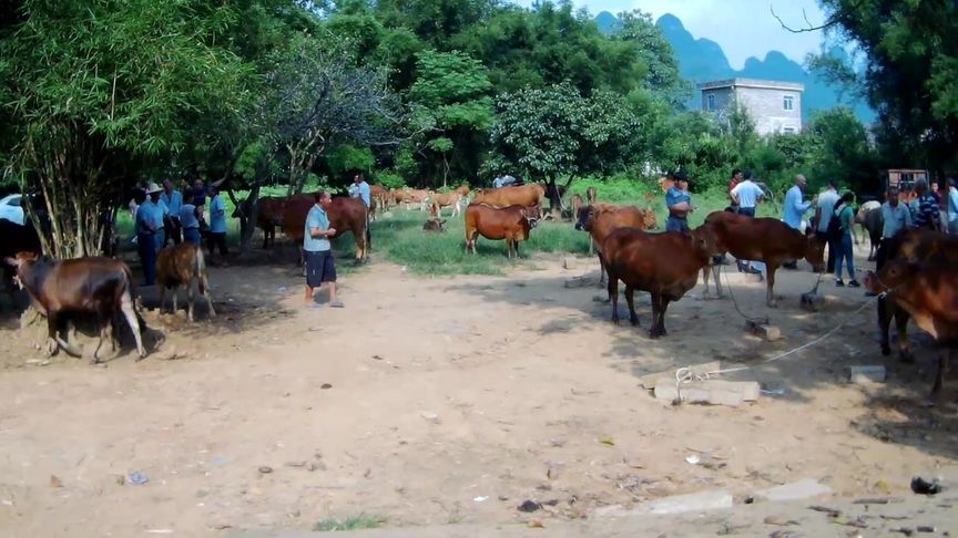 桂林农村活牛交易市场,称重十六一斤,贵吗?你们那牛肉多少钱了