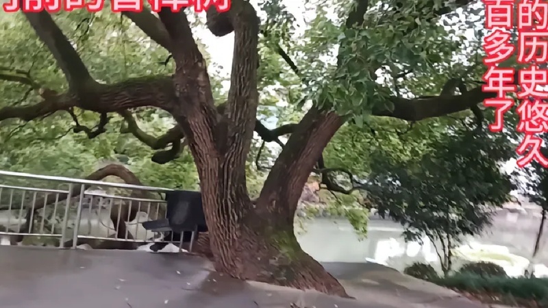 热门 祖居的香樟树 一百多年的樟树! 一首好歌送给大家