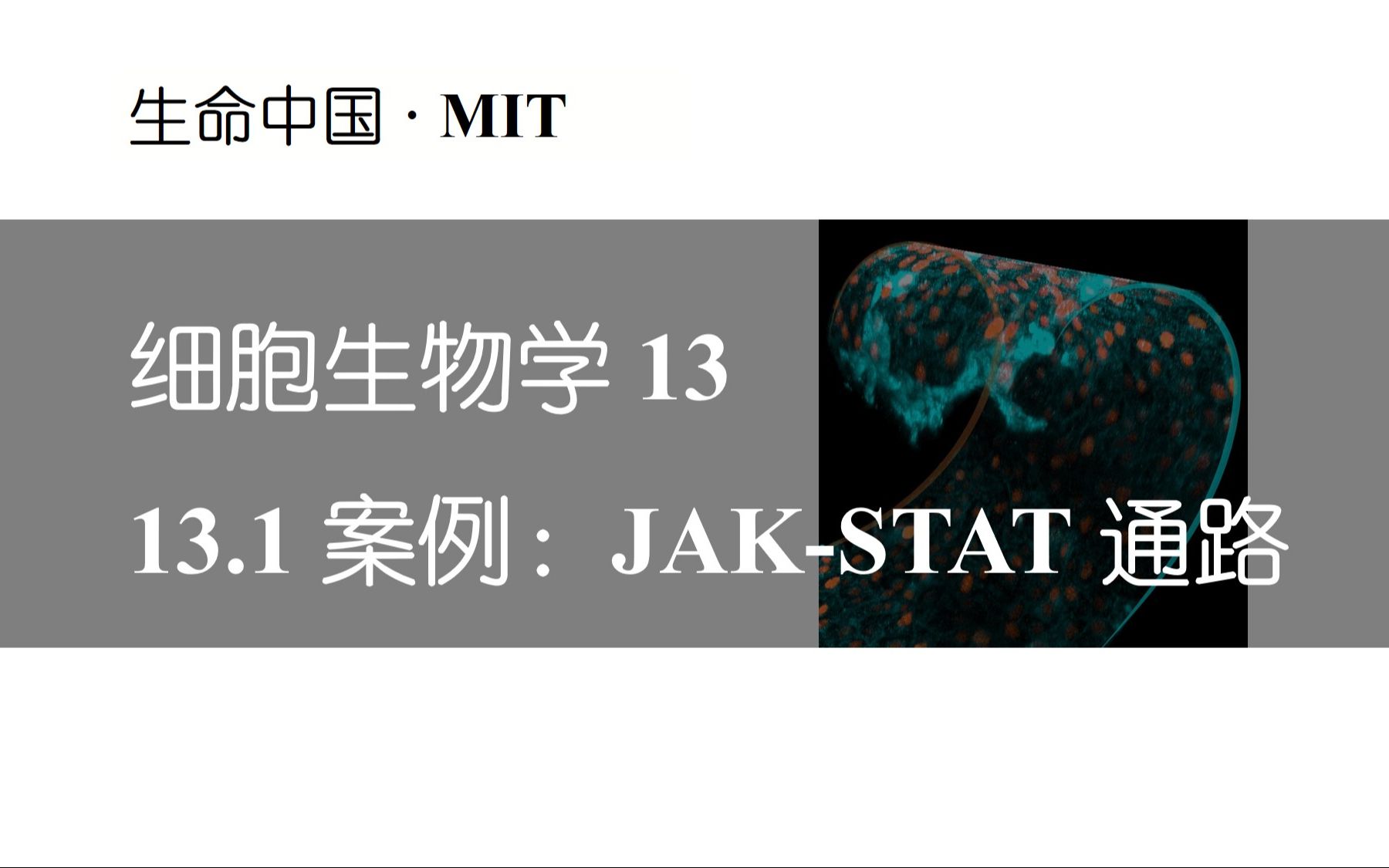 【细胞生物学】13.1 四分半带你理顺 JAK-STAT 信号通路