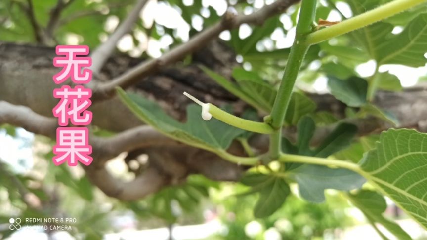 无花果为什么叫无花果?有什么识别要点?