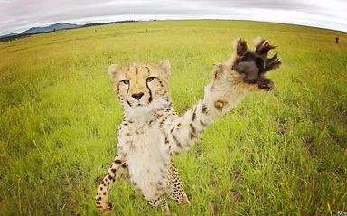 【纪录片/CCTV】超级动物感官(全3集)