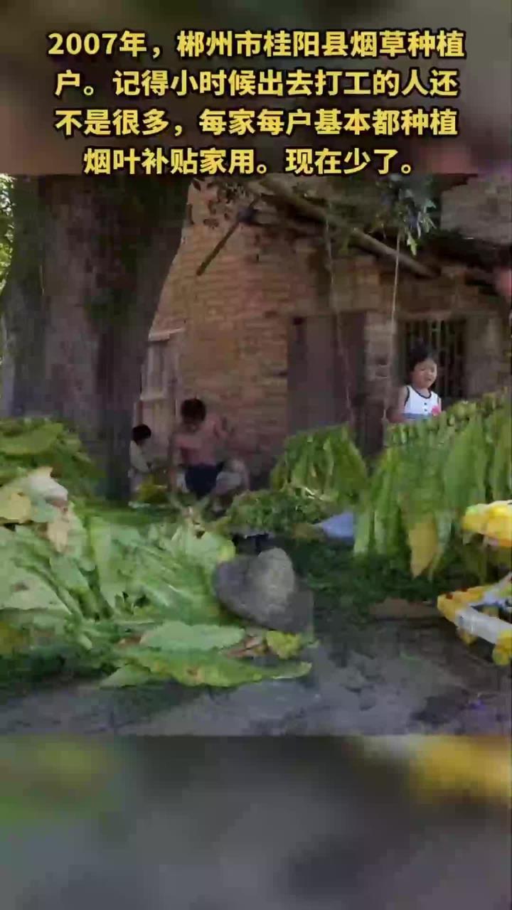 ...县烟草种植户。记得小时候出去打工的人还不是很多,每家每户基本都