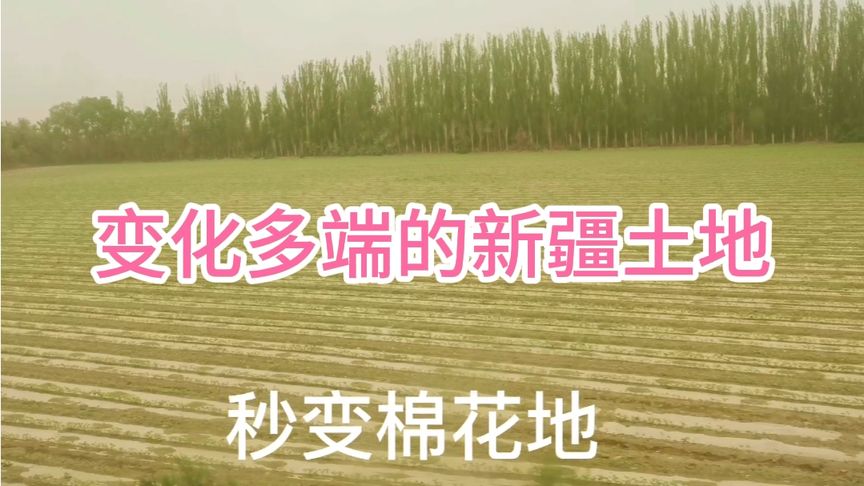 一分钟带你了解新疆土地的多样性,沙漠与良田完美的过渡,太美了