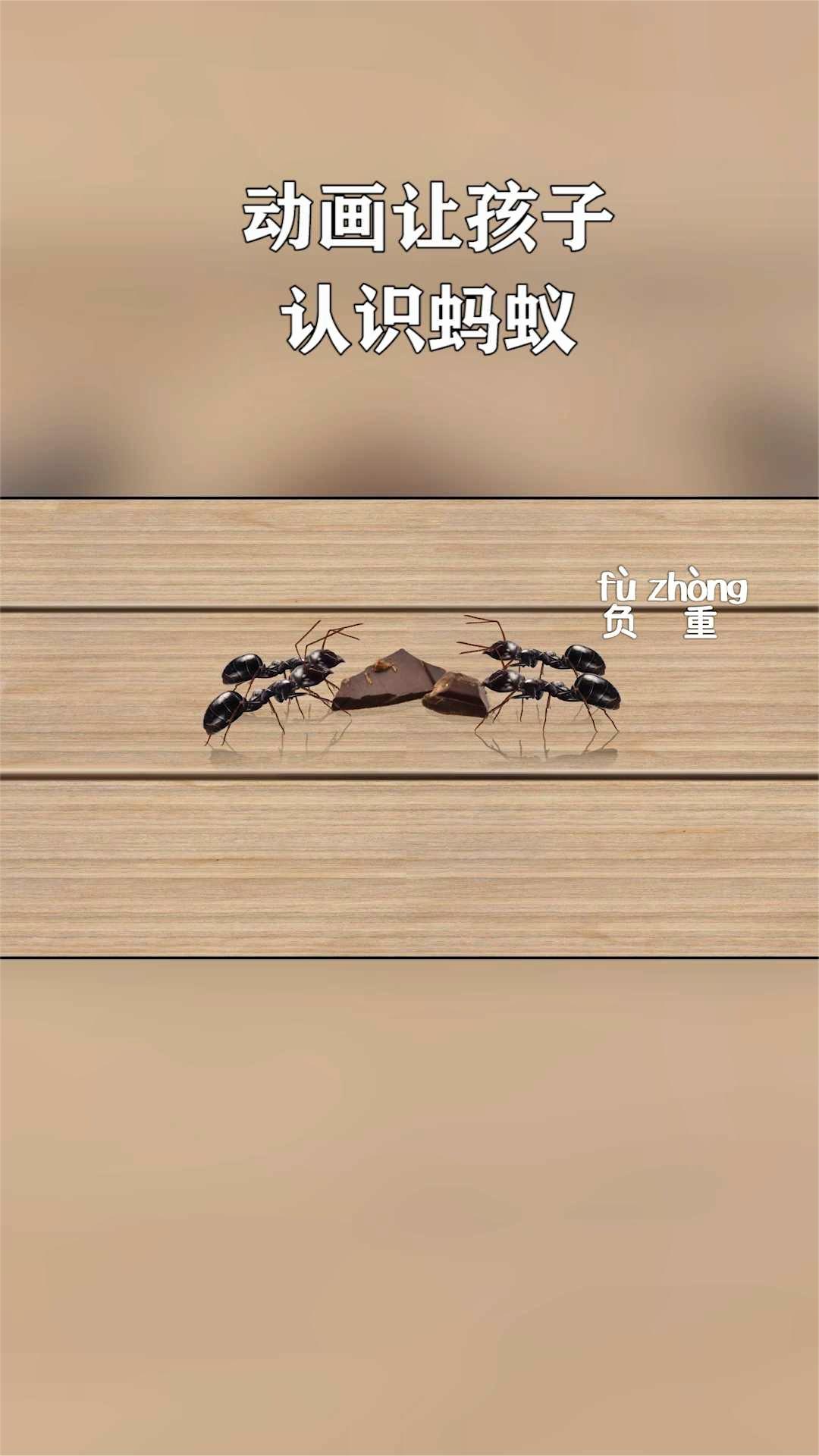 动画让孩子认识蚂蚁