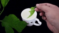 把桑树叶和冰糖放在一起还有这种功效, 小时候妈妈都是这样给我用