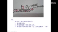 肺泡内的气体交换