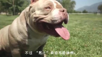 恶霸犬打架,主人惩罚它还委屈上了,网友:“男儿”有泪不轻弹!