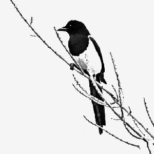 一句话读懂名著 