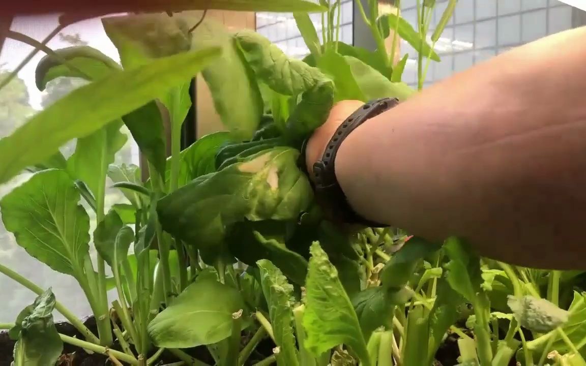 带紫外线植物生长灯 露台种植 育苗 清江菜 非洲冰花 实景记录 第6期 ...