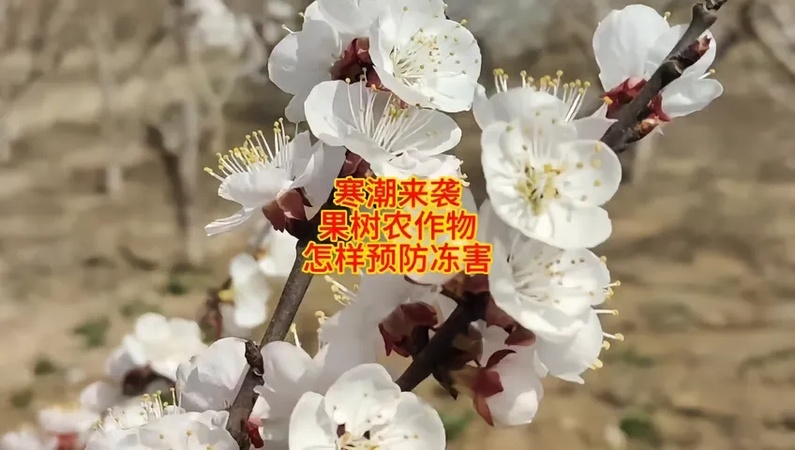 寒潮来袭,果树农作物,怎样预防冻害