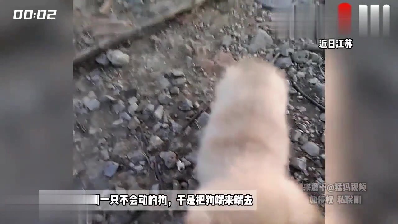 女子路边遇到一只不会动的狗,于是把狗端来端去