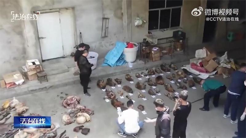 一个养殖场 非法交易467只野生猕猴涉案超1亿