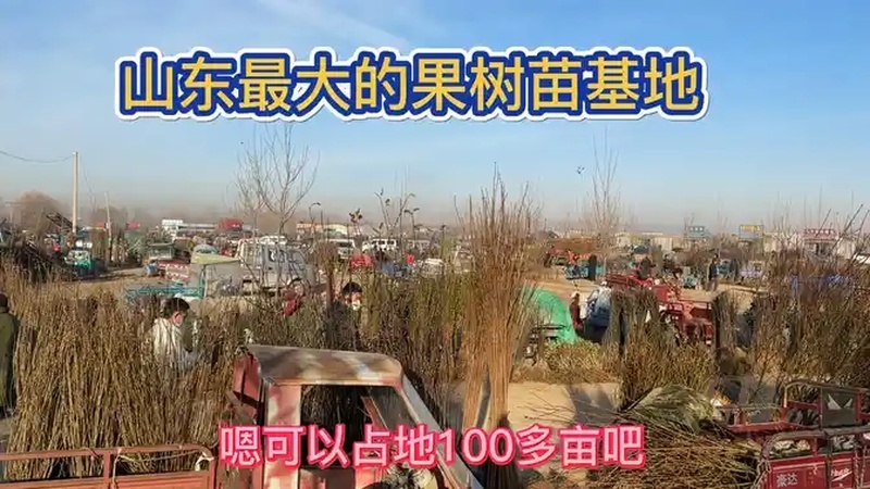 走进山东苗木之乡,各种规格品种应有尽有,真是捡漏的好地方