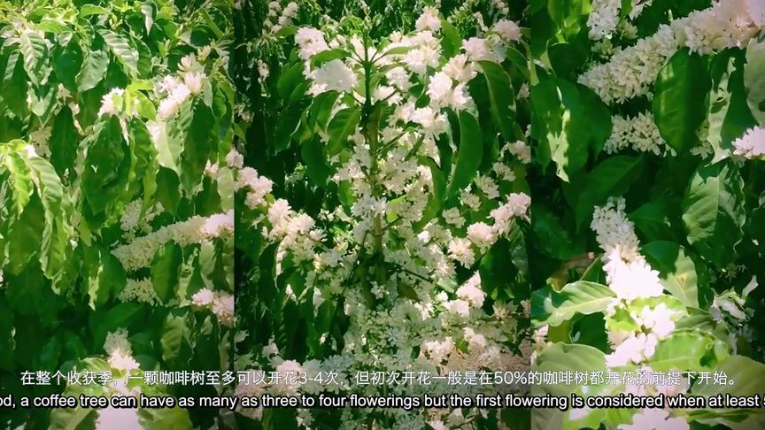 咖啡树也会开花?看看就知道!