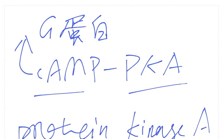 【细胞生物学】信号转导:G蛋白偶联受体介导的cAMP-PKA信号通路