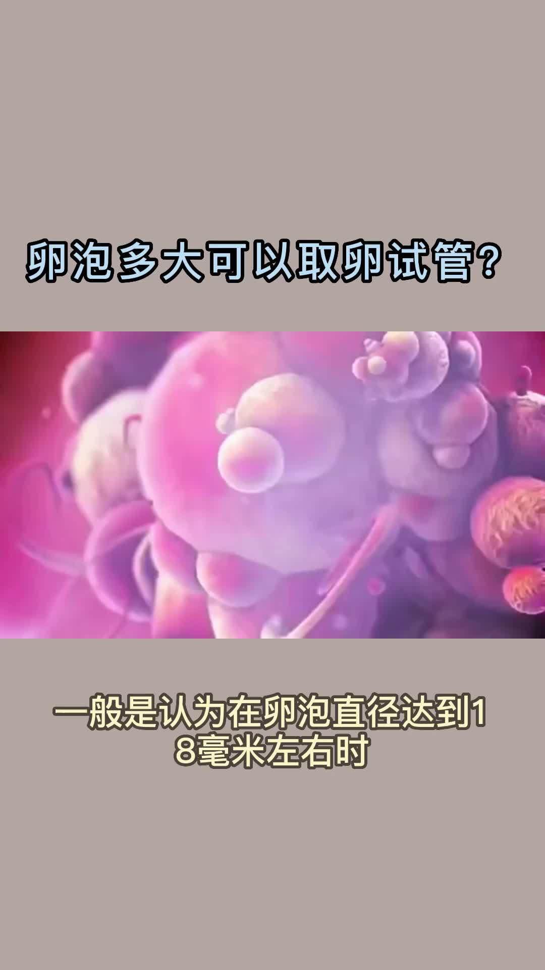 卵泡多大可以取卵试管?