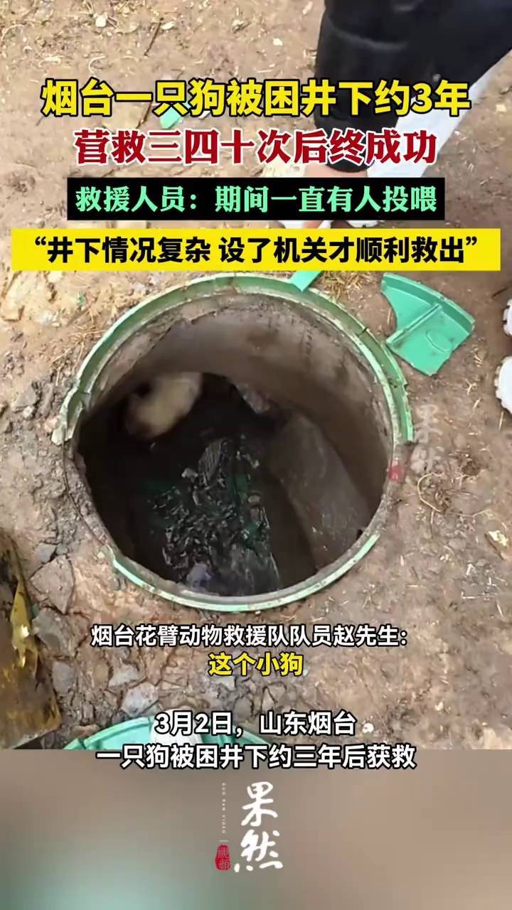 烟台一只狗被困井下约3年获救