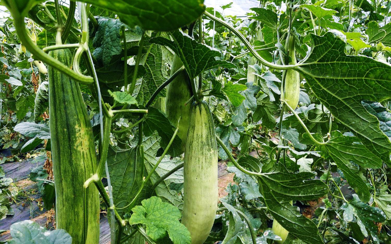 农村媳妇尝试种植网红香瓜——羊角蜜,学习整枝打叉方法对吗