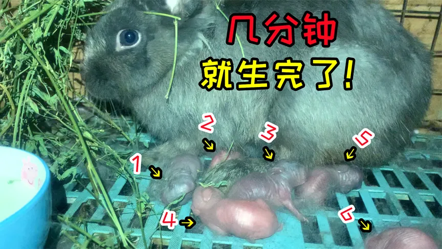 记录:拍下兔子产崽的过程,这生的速度太快了吧,几分钟就生完了