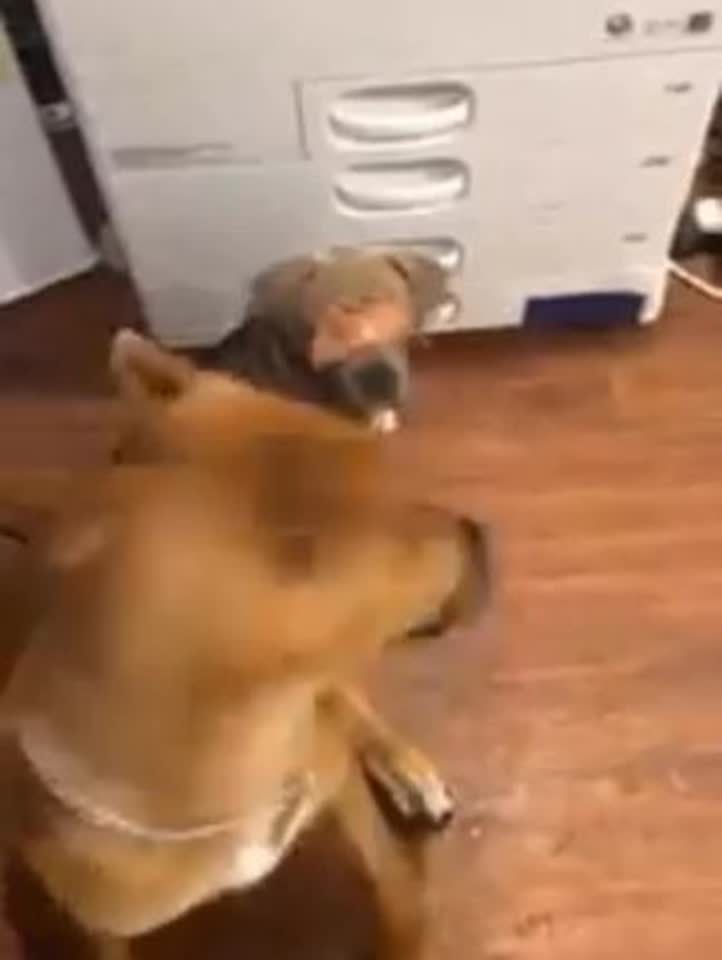 同样是狗,差别咋那么大呢?#该不会是傻子吧