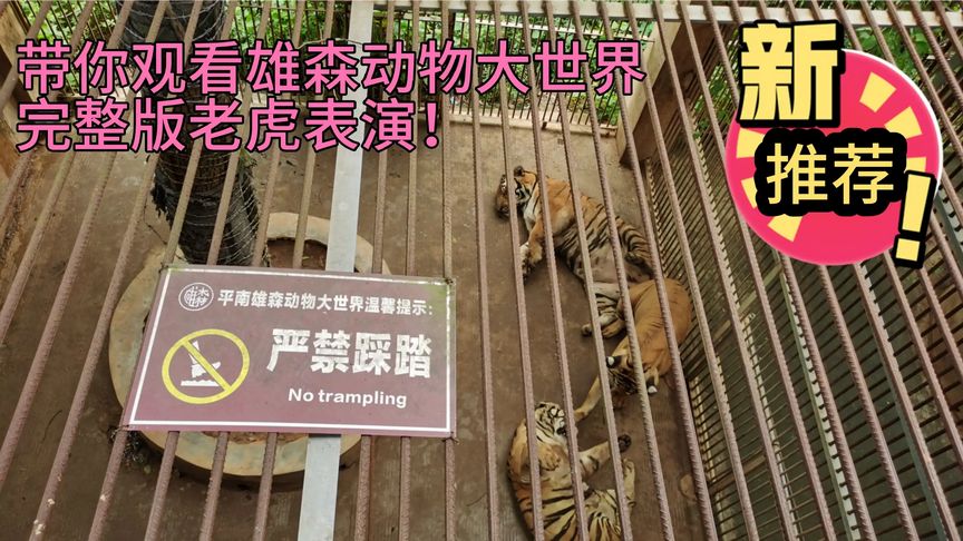 #平南雄森动物大世界#老虎表演完整版,真是惊险又刺激,快来看看