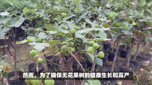 种无花果树的四大禁忌