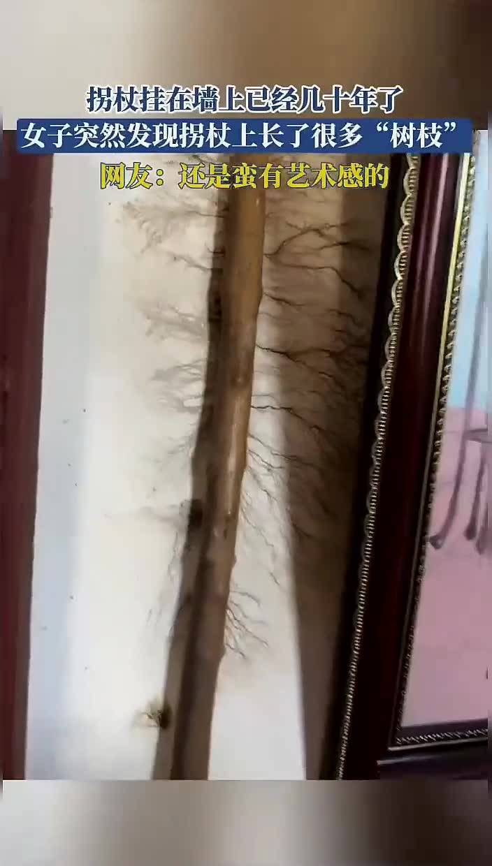 拐杖挂在墙上几十年,突然发现拐杖边上长出很多"树枝"!