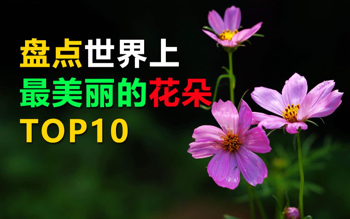 盘点世界上最美丽的花朵Top10,你觉得你最喜欢哪一种?