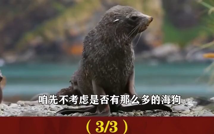 海狗的肾究竟有多强?居然被炒到几十万的天价,它真的可以补肾助阳吗?