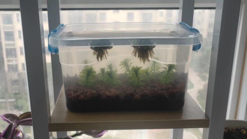 超级简单实用不用换水的生态小鱼缸制作,成本不到10元