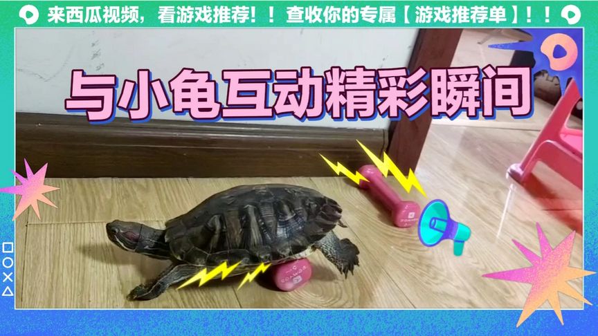 想与小乌龟的互动,主人要耐心呵护,给它充分自由。