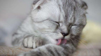 不小心被猫咬出血了,一定要打针吗?