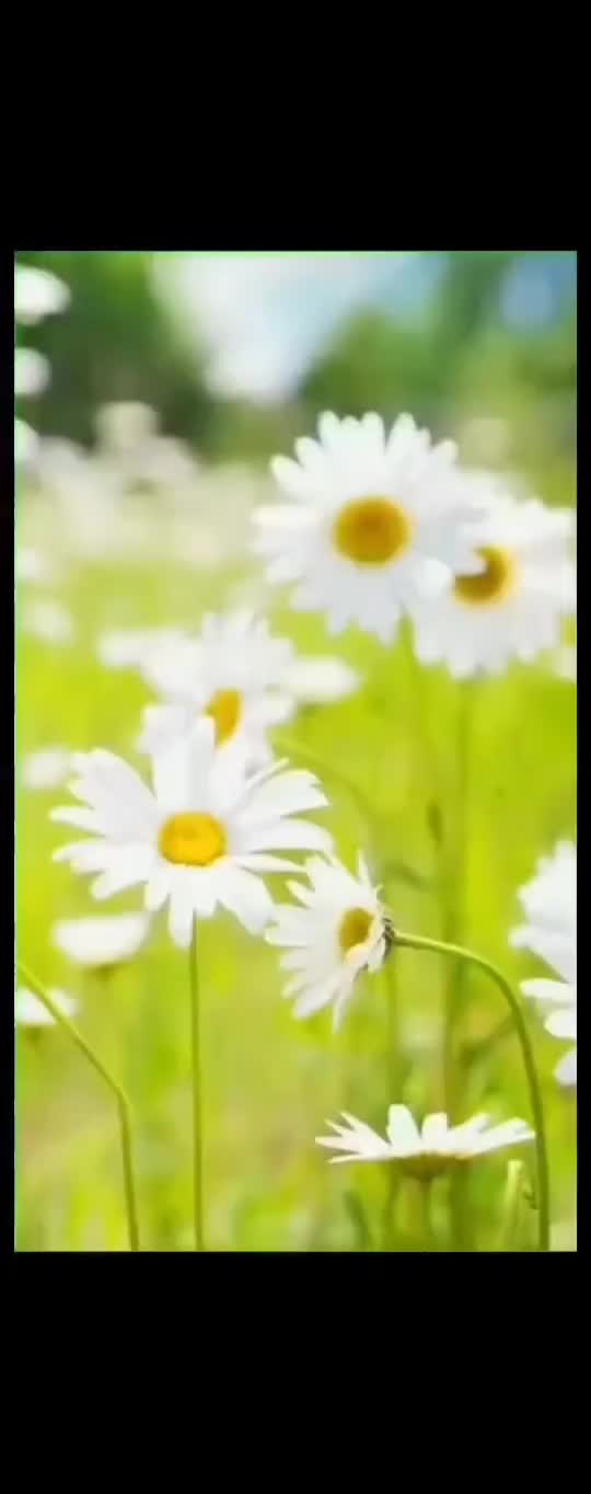 ...在第十五届全运会中樊振东为上海队斩获乒乓球男单冠军,同时夺得...