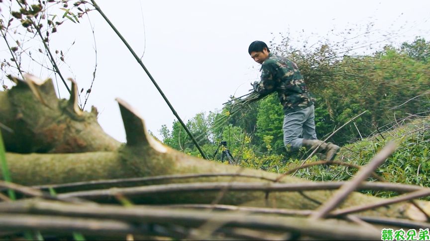 竹子把田间的禾苗遮盖住了,影响生长,小伙一家来把边上的砍掉